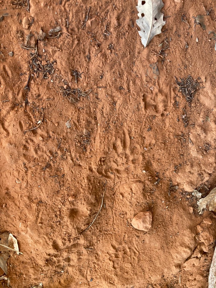Red Earth Tracking – EEC Forest Stewardship