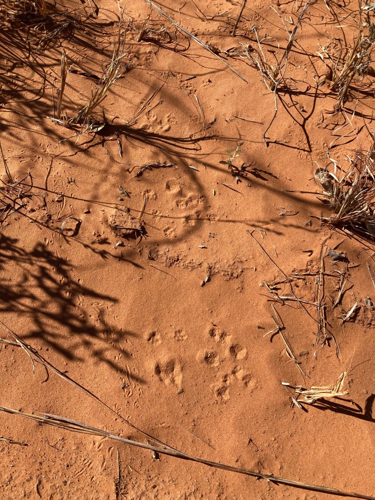 Red Earth Tracking – EEC Forest Stewardship