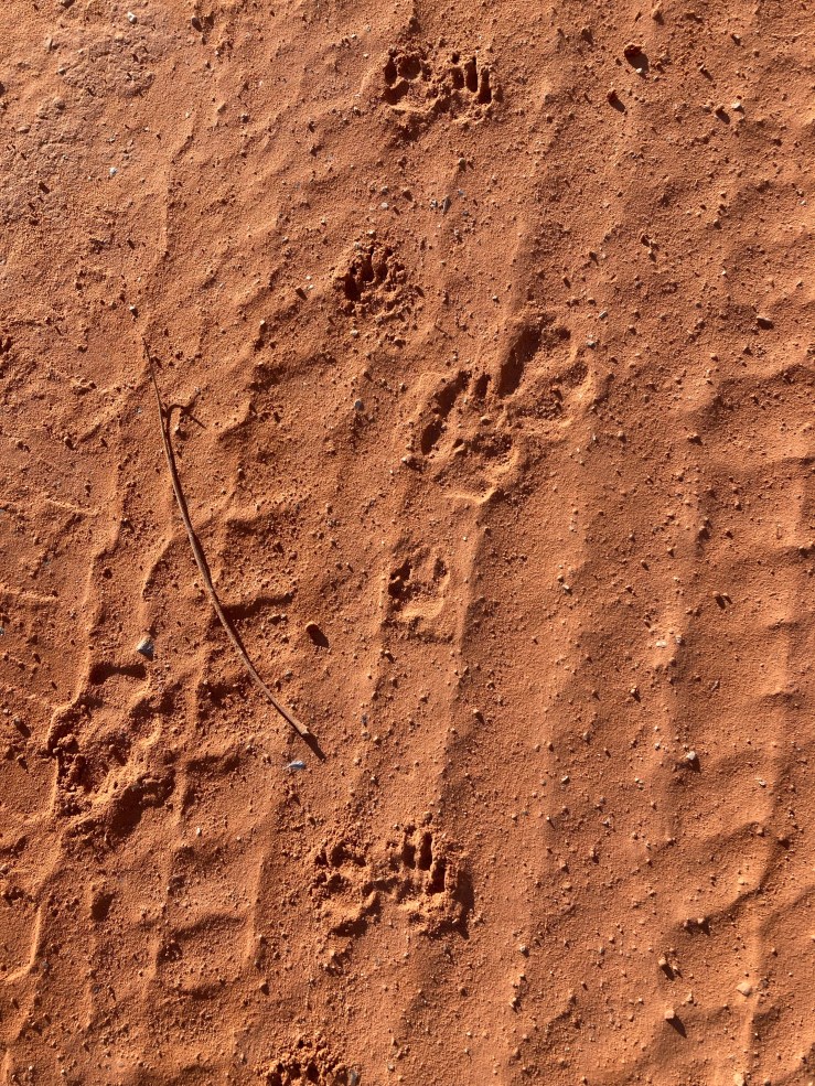 Red Earth Tracking – EEC Forest Stewardship