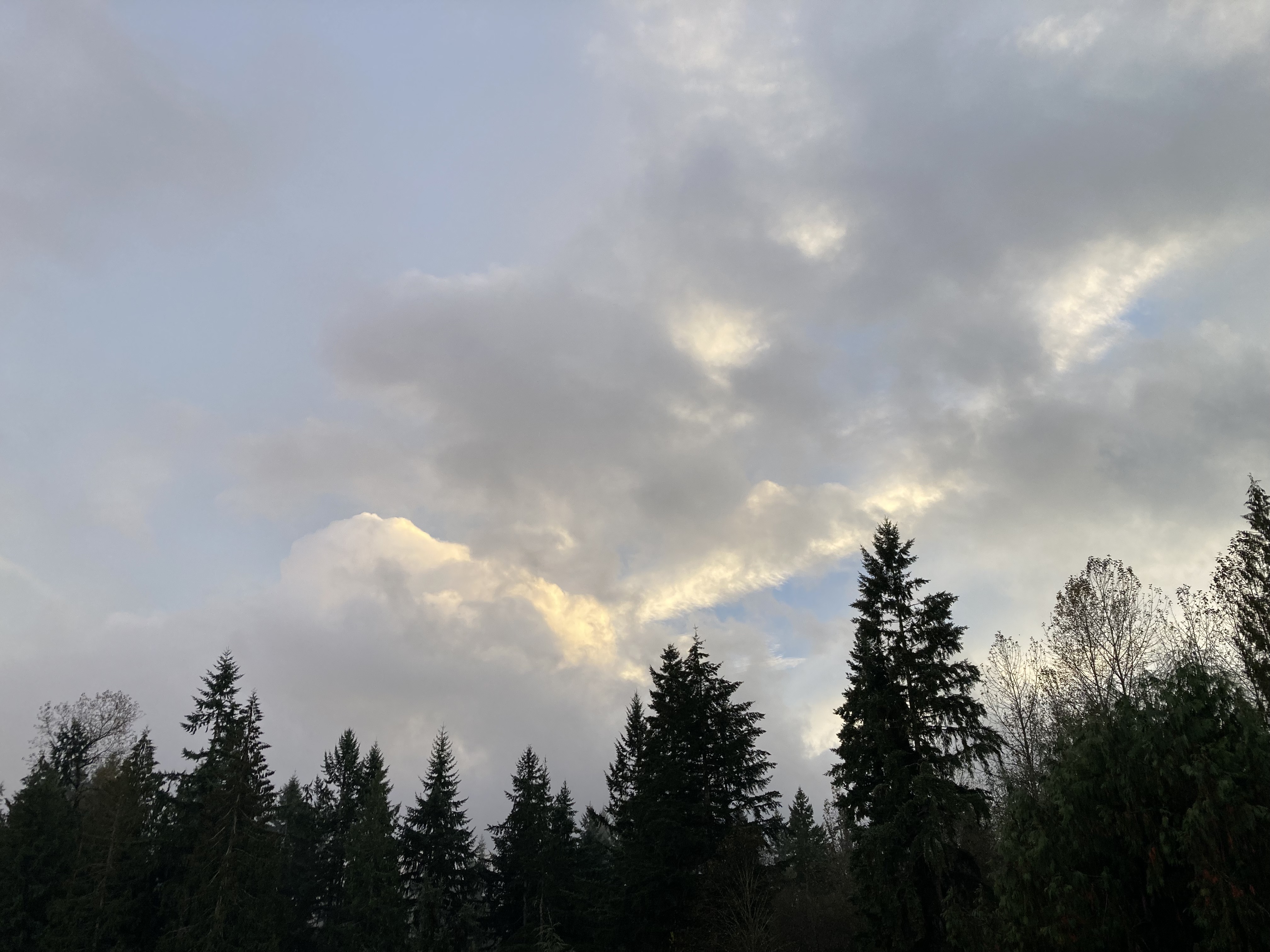 Crepuscular Light – EEC Forest Stewardship