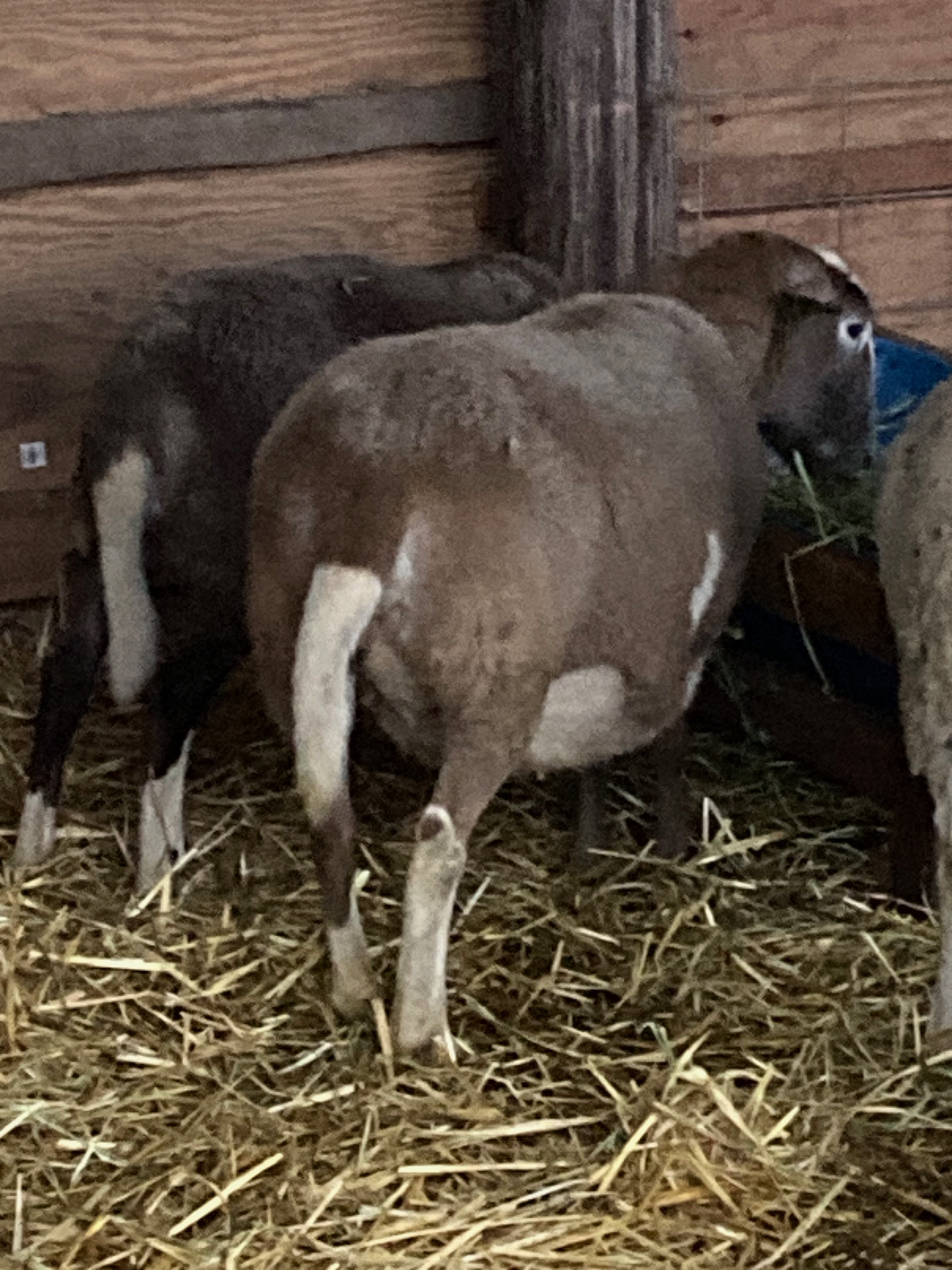 Flock Talk – EEC Forest Stewardship