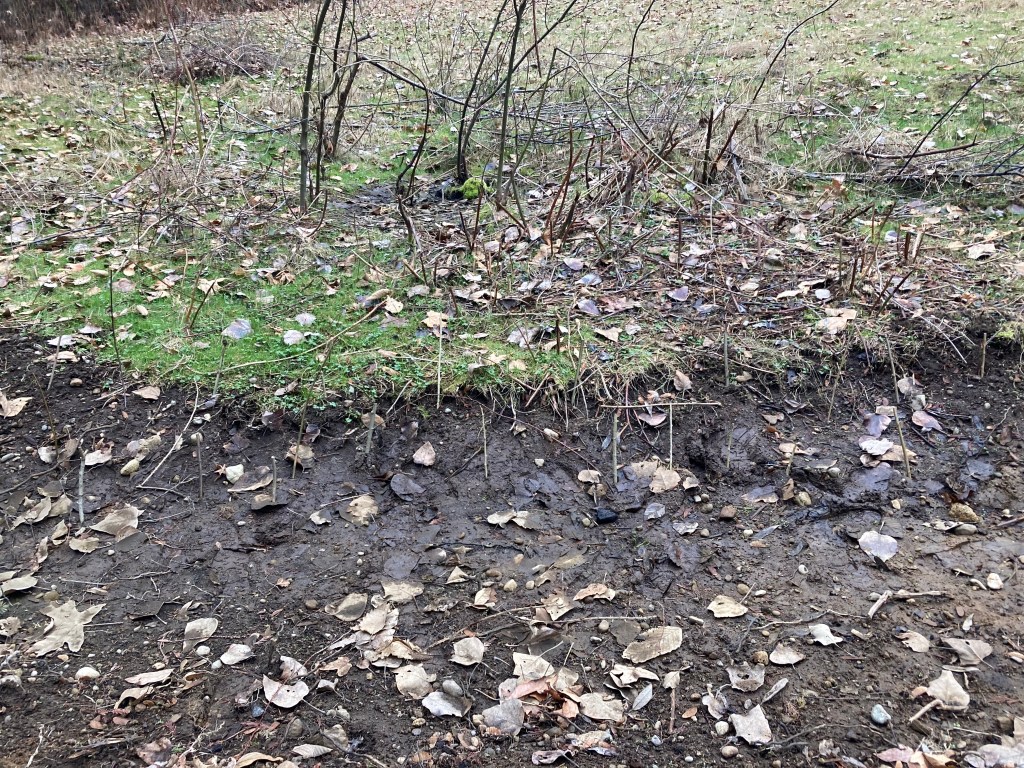 Swale Willow – EEC Forest Stewardship